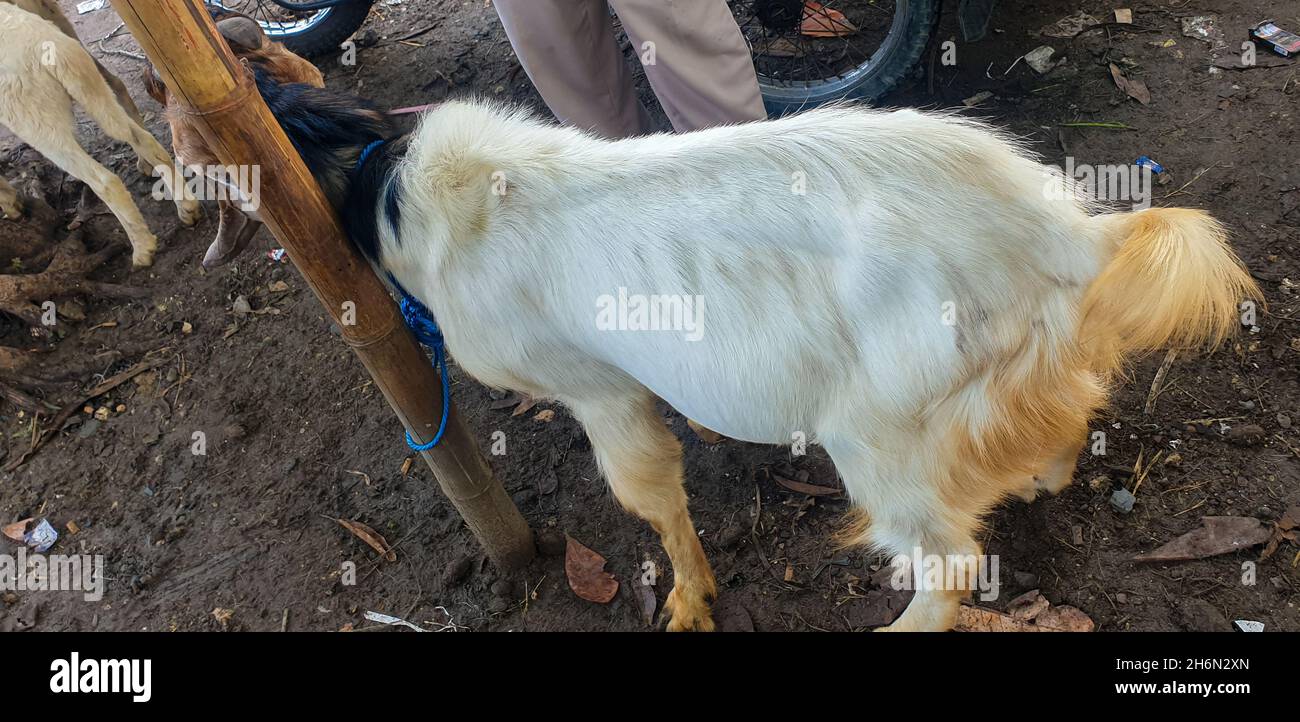 male goat raedy to slaughter for aqiqah tradition Stock Photo - Alamy