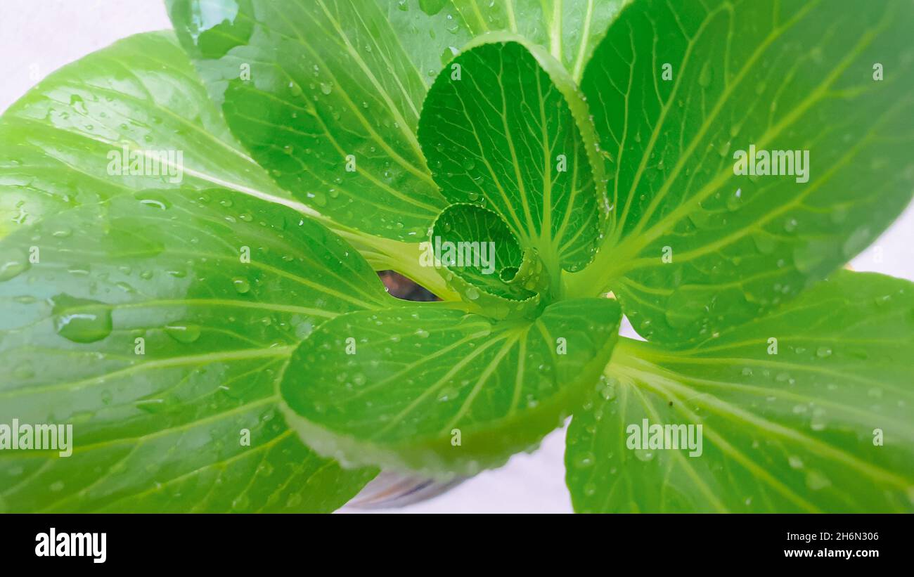 Vegetable raw tomato lettuce hi-res stock photography and images - Alamy