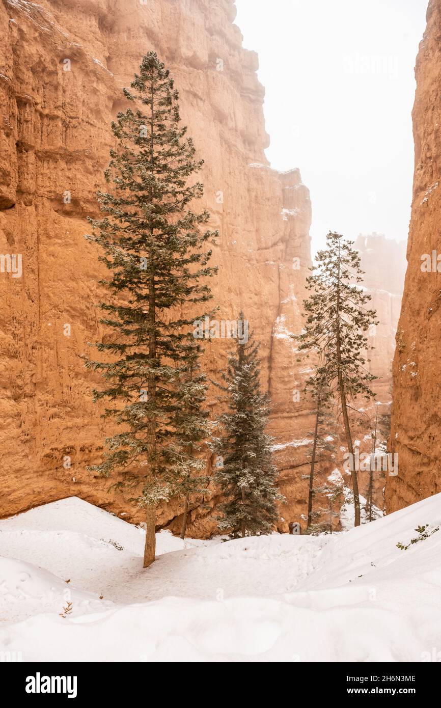 Pine Trees Through Canyon with Deep Snow in Bryce Stock Photo - Alamy