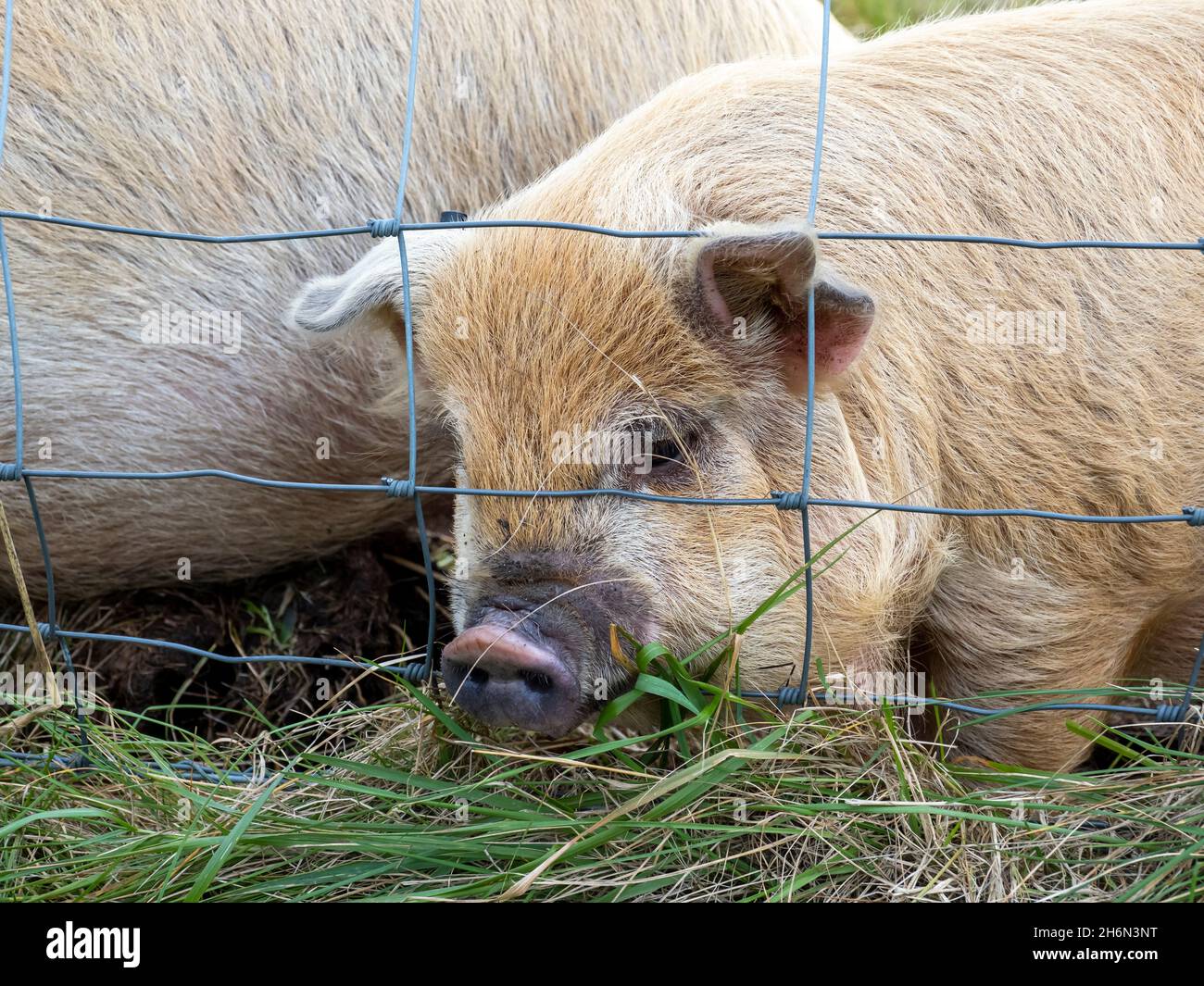 Rare breed pigs in Broadford, Isle of Skye, Scotland, UK Stock Photo ...