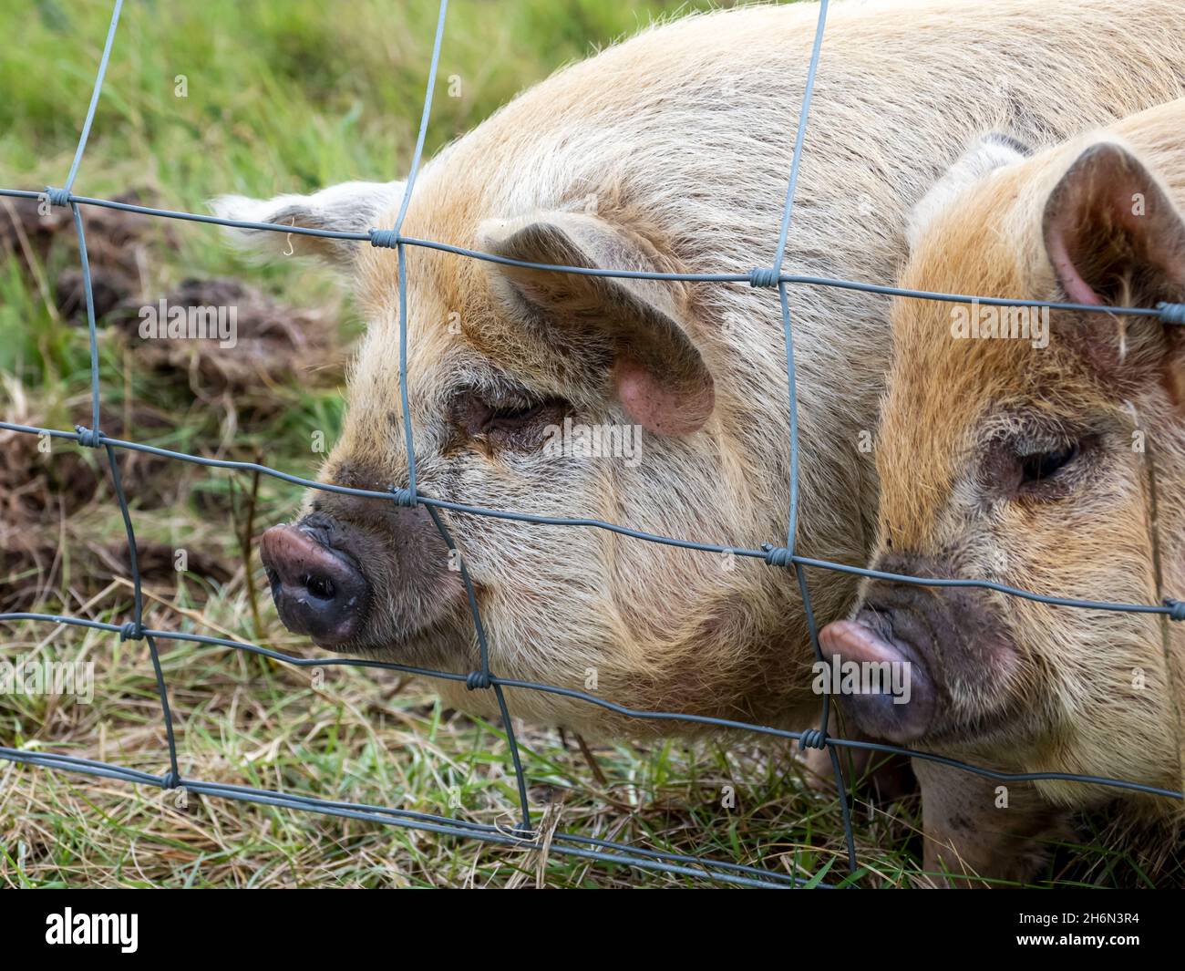 Rare breed pigs in Broadford, Isle of Skye, Scotland, UK Stock Photo ...