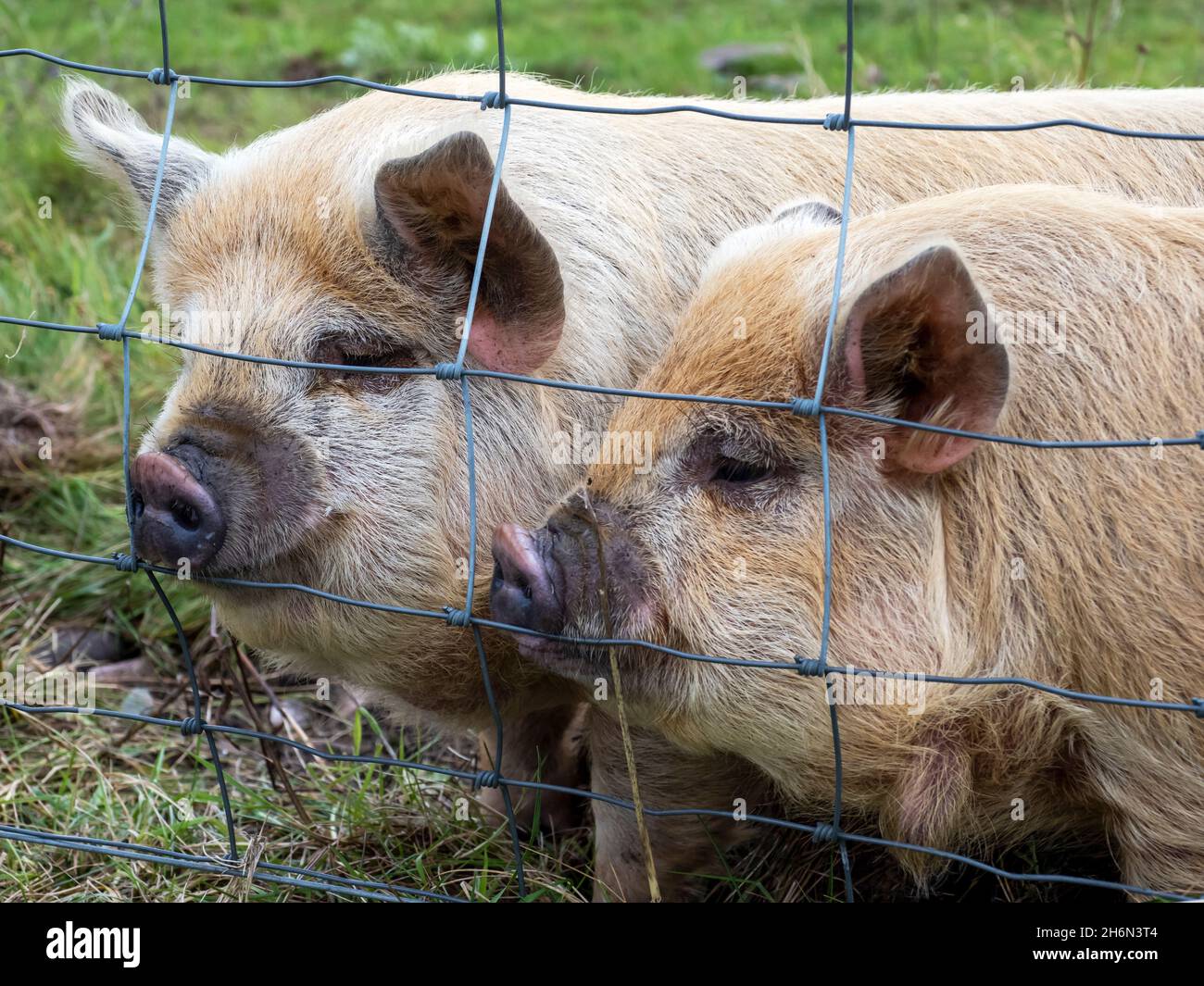 Rare breed pigs in Broadford, Isle of Skye, Scotland, UK Stock Photo ...
