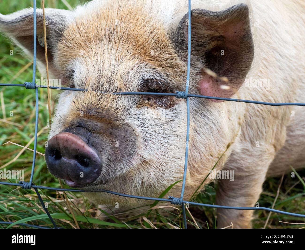 Rare breed pigs in Broadford, Isle of Skye, Scotland, UK Stock Photo ...