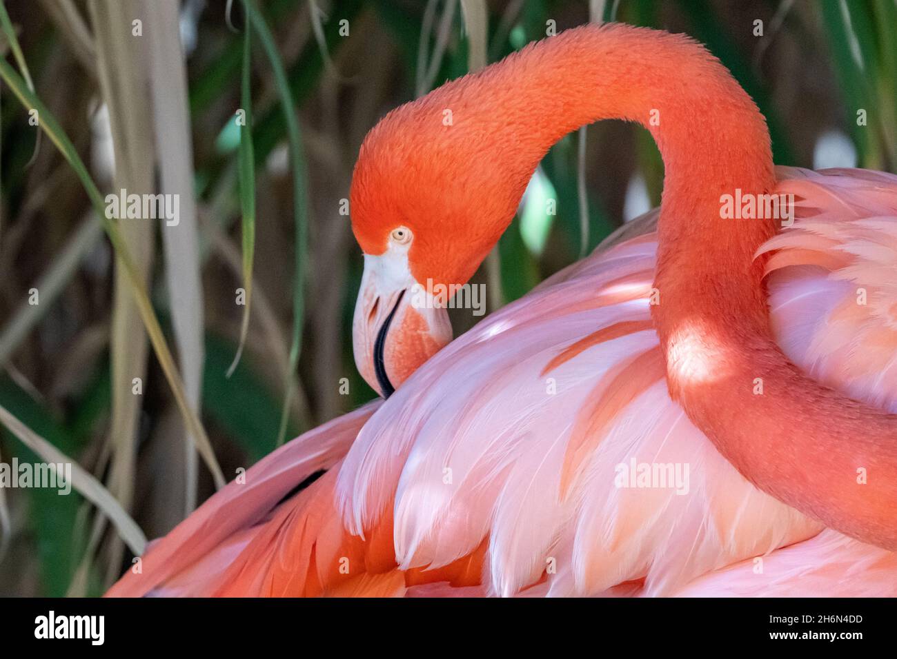 American Flamingo (Phoenicopterus ruber) at ABQ BioPark in Albuquerque ...