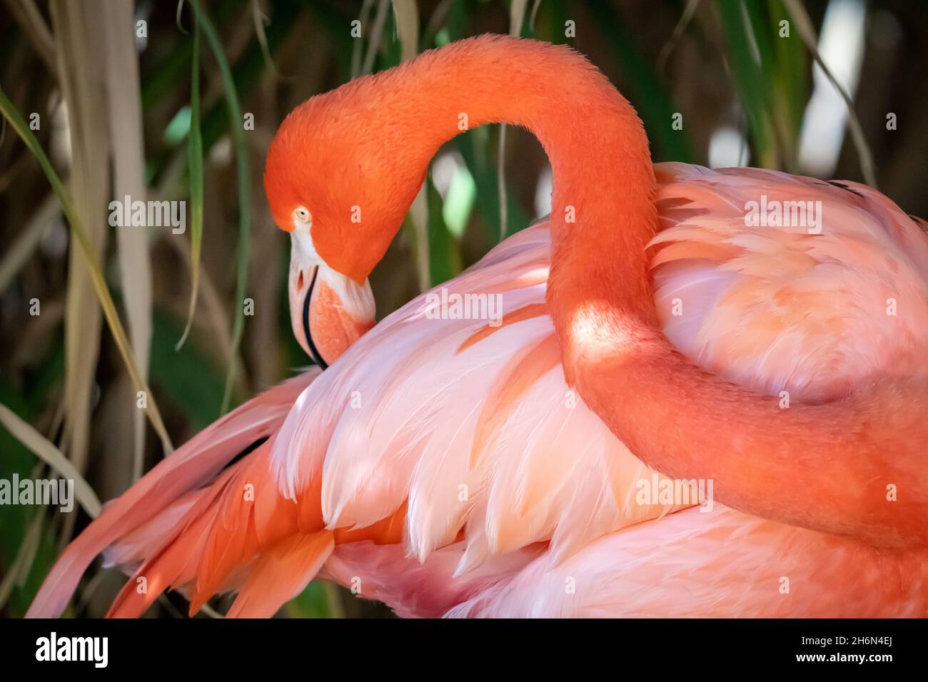 Phoenicopterus ruber usa hi-res stock photography and images - Alamy