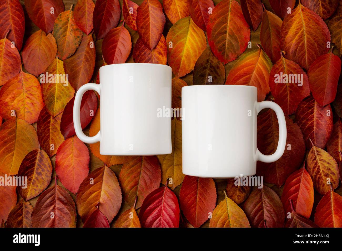 Two coffee white mugs on the red fall leaves background mockup. Empty ...