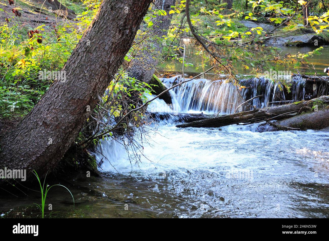 A look through the trunks of large trees at the cascade of a small ...