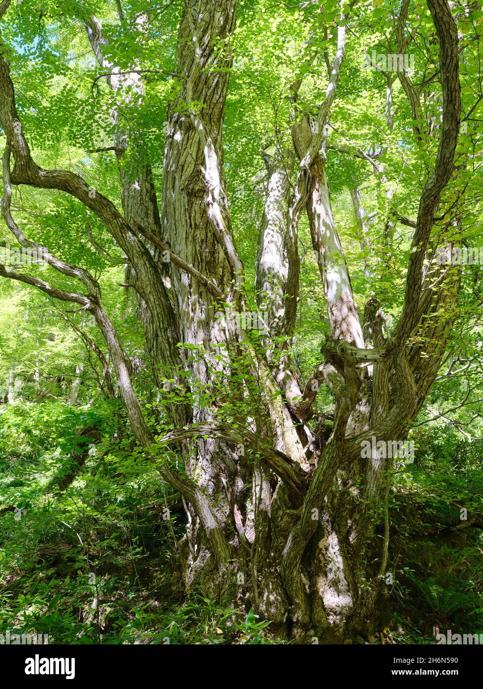 Big Tree in Forest Stock Photo - Alamy