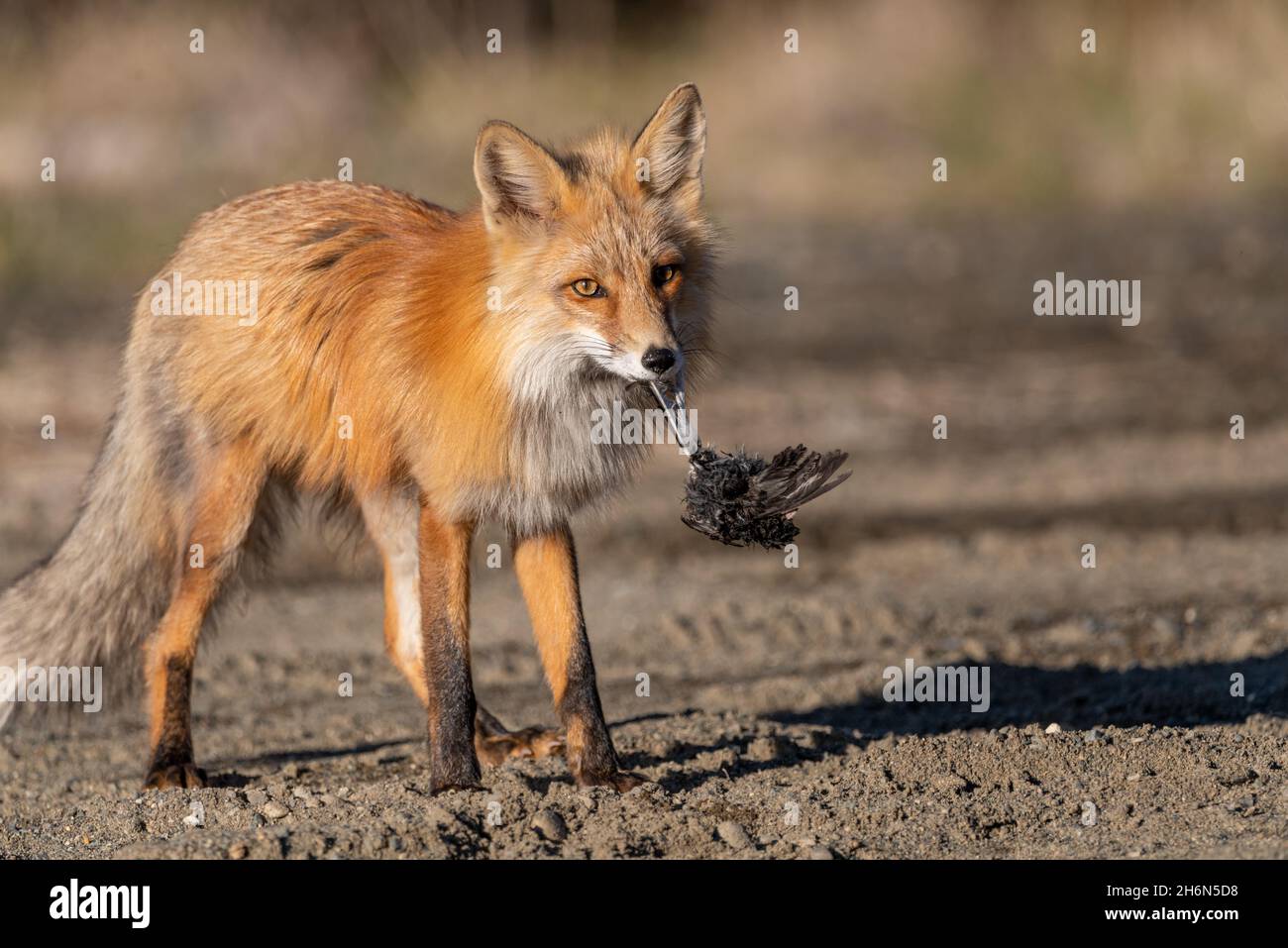Close up view of a wild red fox with a bird in its mouth seen in Yukon ...