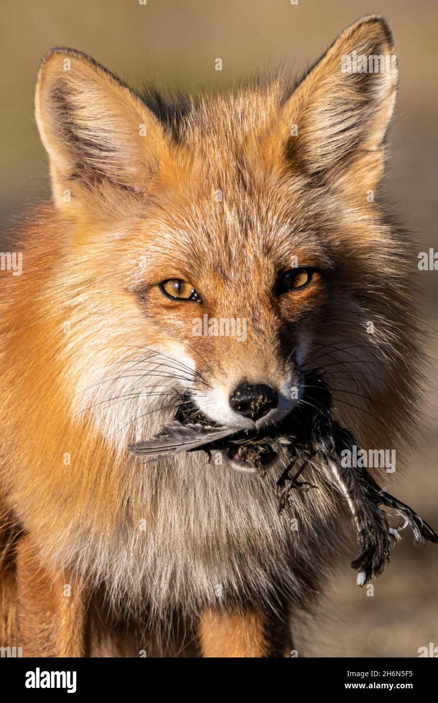 Close up face of a red fox with bird in its mouth and blurred ...