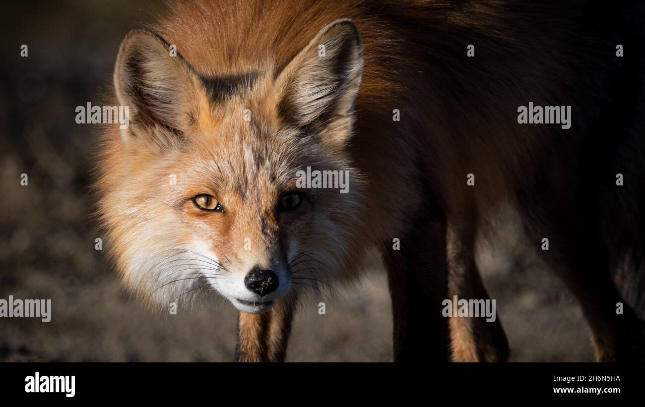 Fox, vulpes seen in northern Canada wild, natural environment with dark ...