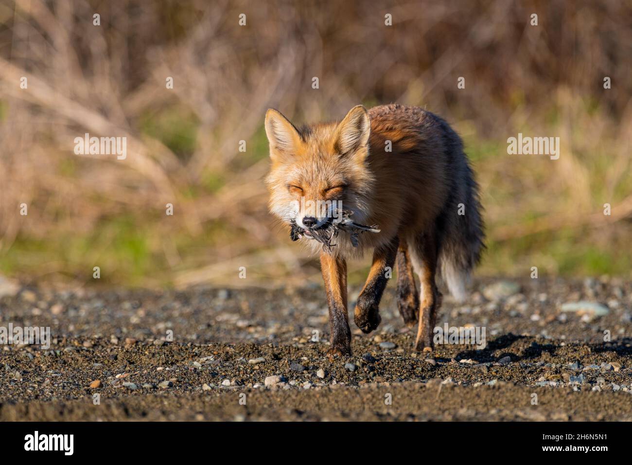 Wild red fox seen in northern Canada, Yukon during spring summer time ...