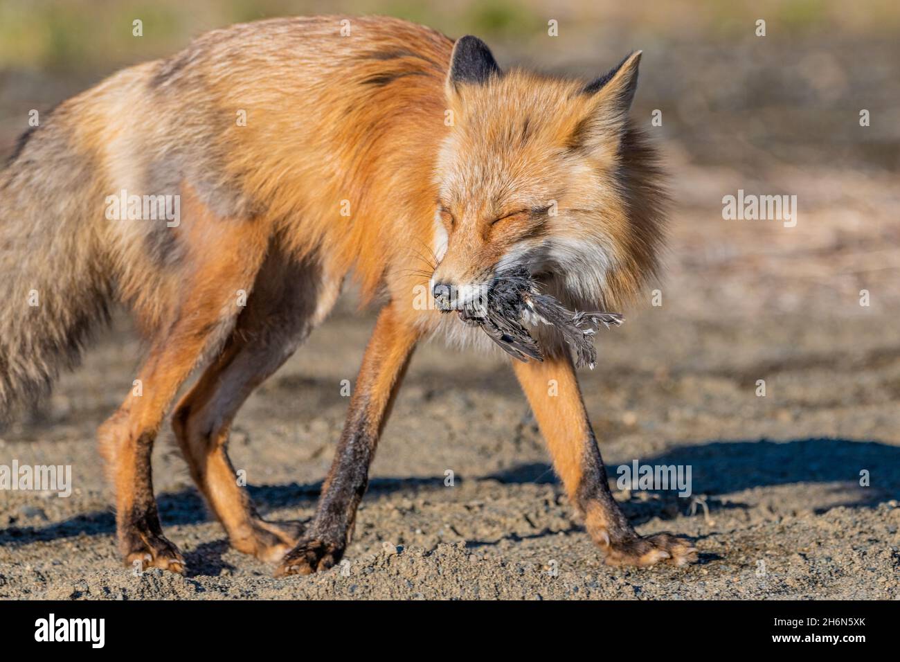 Wild red fox seen in northern Canada, Yukon during spring summer time ...
