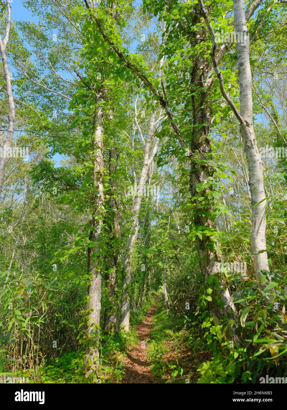 Mountain Trail in Mt. Rebun Stock Photo - Alamy