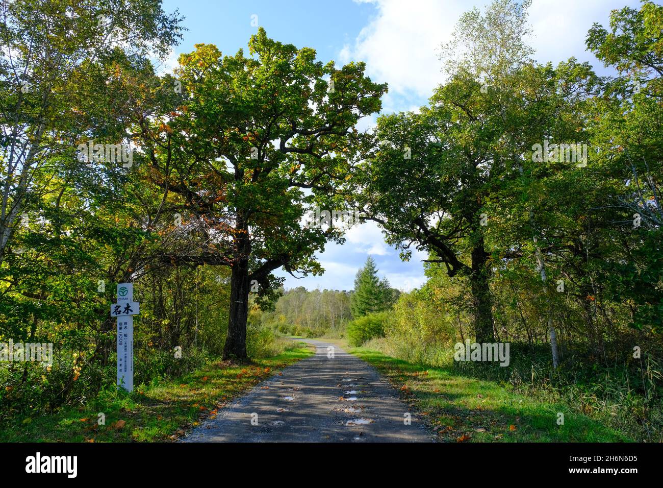 Pair of Trees Stock Photo - Alamy
