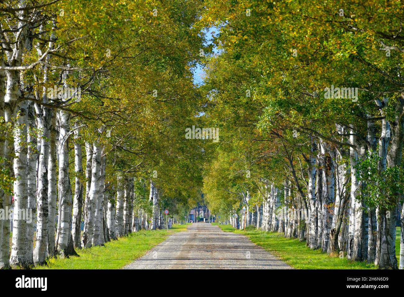 Road Lined with Birch Tree Stock Photo - Alamy