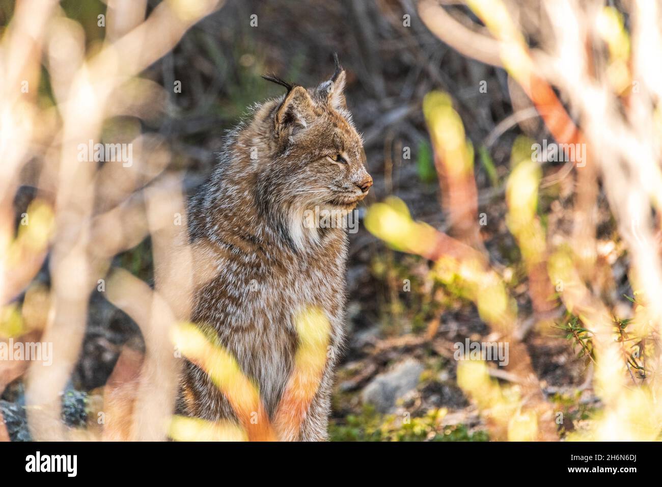 Wild Canadian Lynx seen in summer time from Yukon Territory, Canada ...