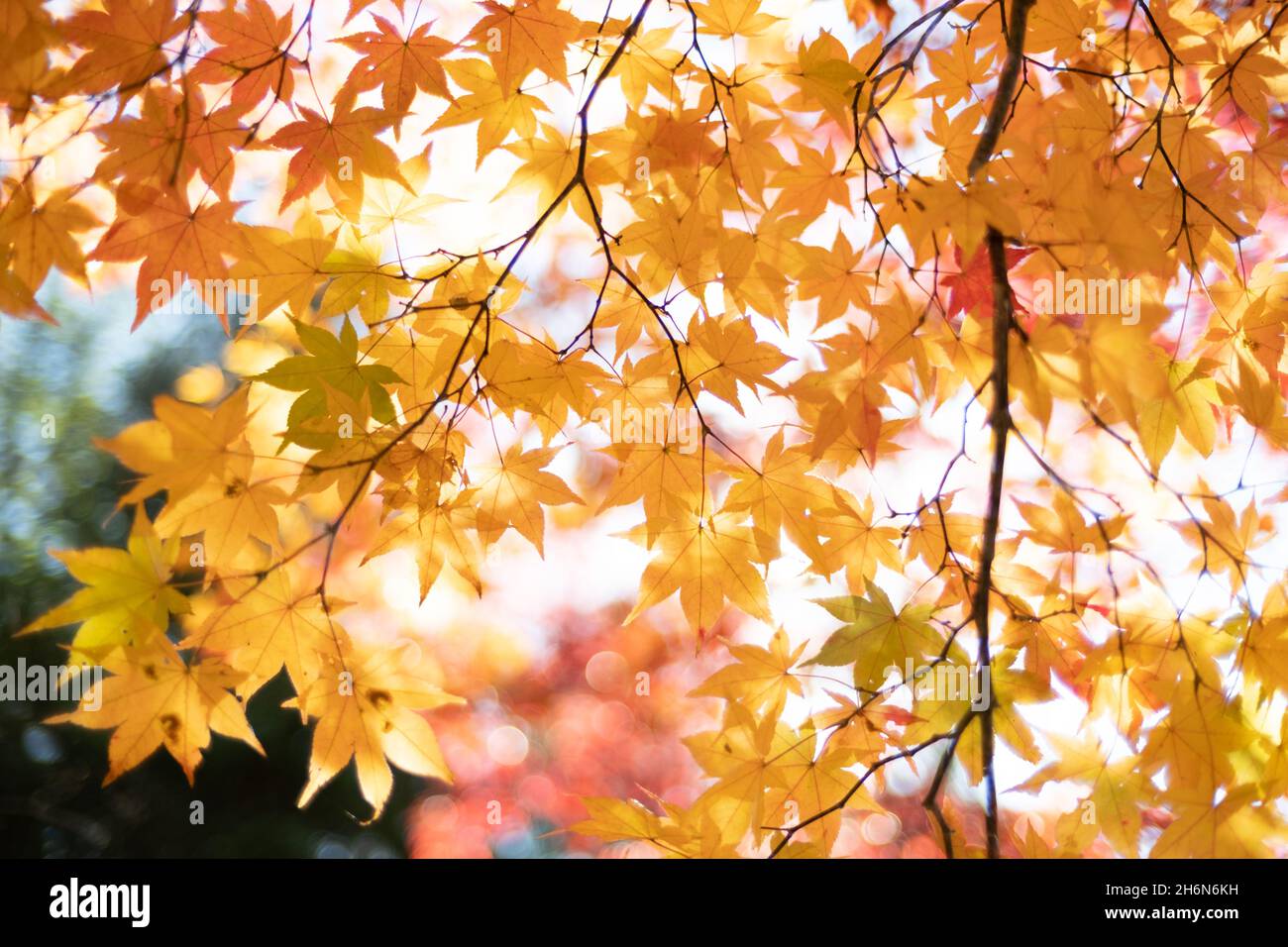 Japanese Fall Foliage Stock Photo - Alamy