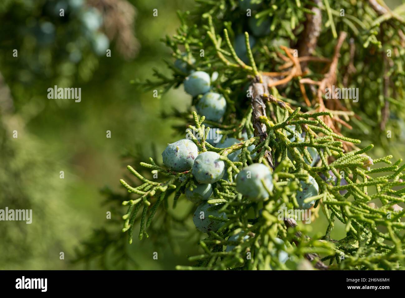 California juniper fruits Stock Photo - Alamy