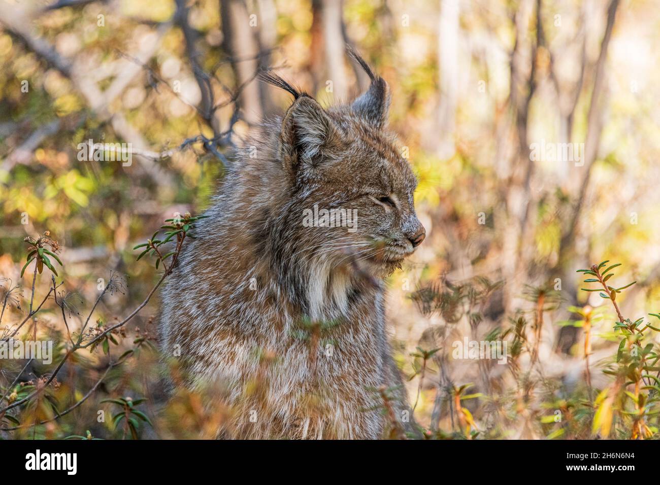 Boreal Forest Bobcat