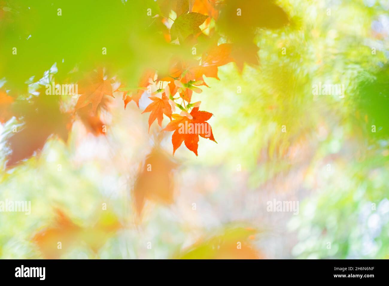 Japanese Fall Foliage Stock Photo - Alamy