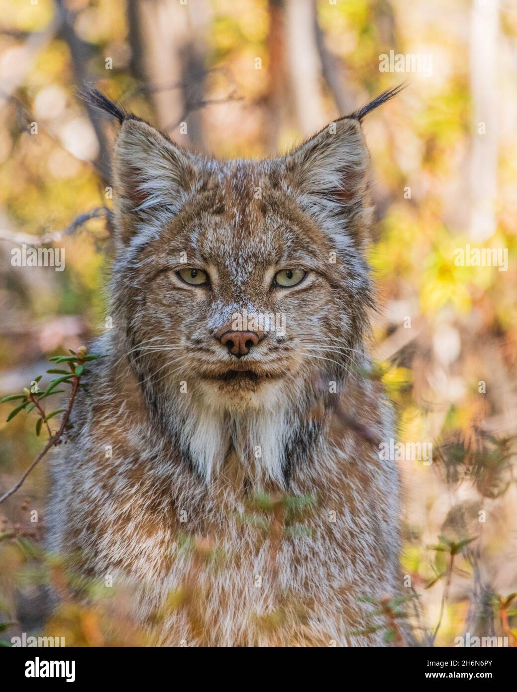 Wild Canadian lynx seen in the wilderness of Yukon Territory, Canada ...