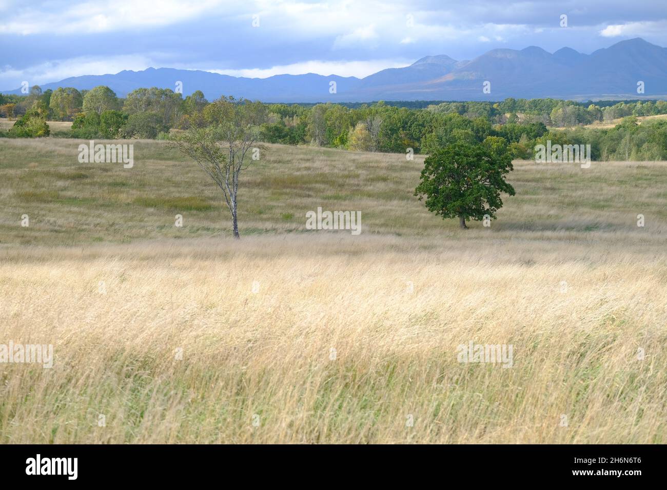 Dead Grass Field Stock Photo - Alamy