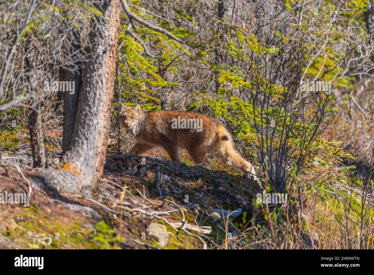 Wild Canadian Lynx seen in summer time walking through the boreal ...
