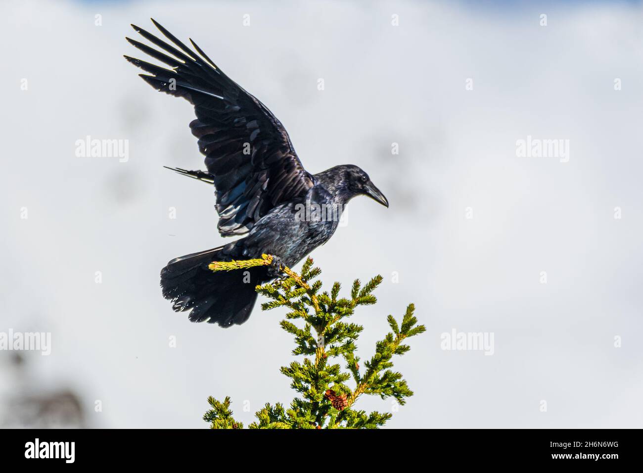 Spiritual common raven seen in northern Canada with blurred blue ...