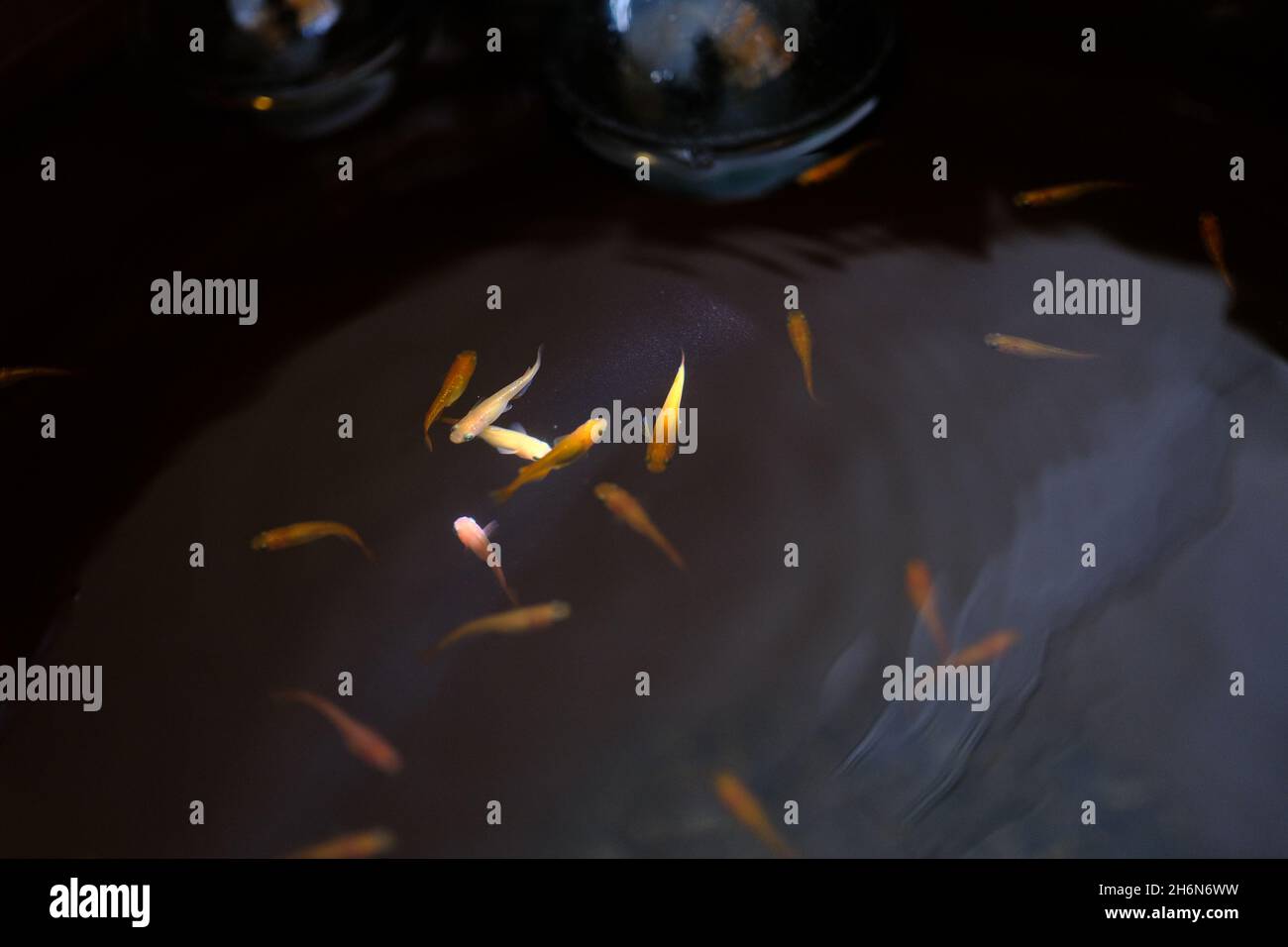 Medaka hi-res stock photography and images - Alamy