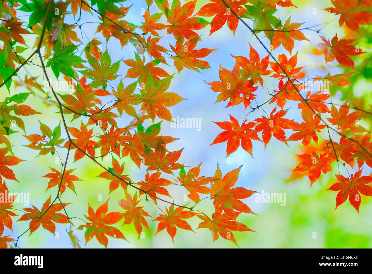 Japanese Fall Foliage Stock Photo - Alamy