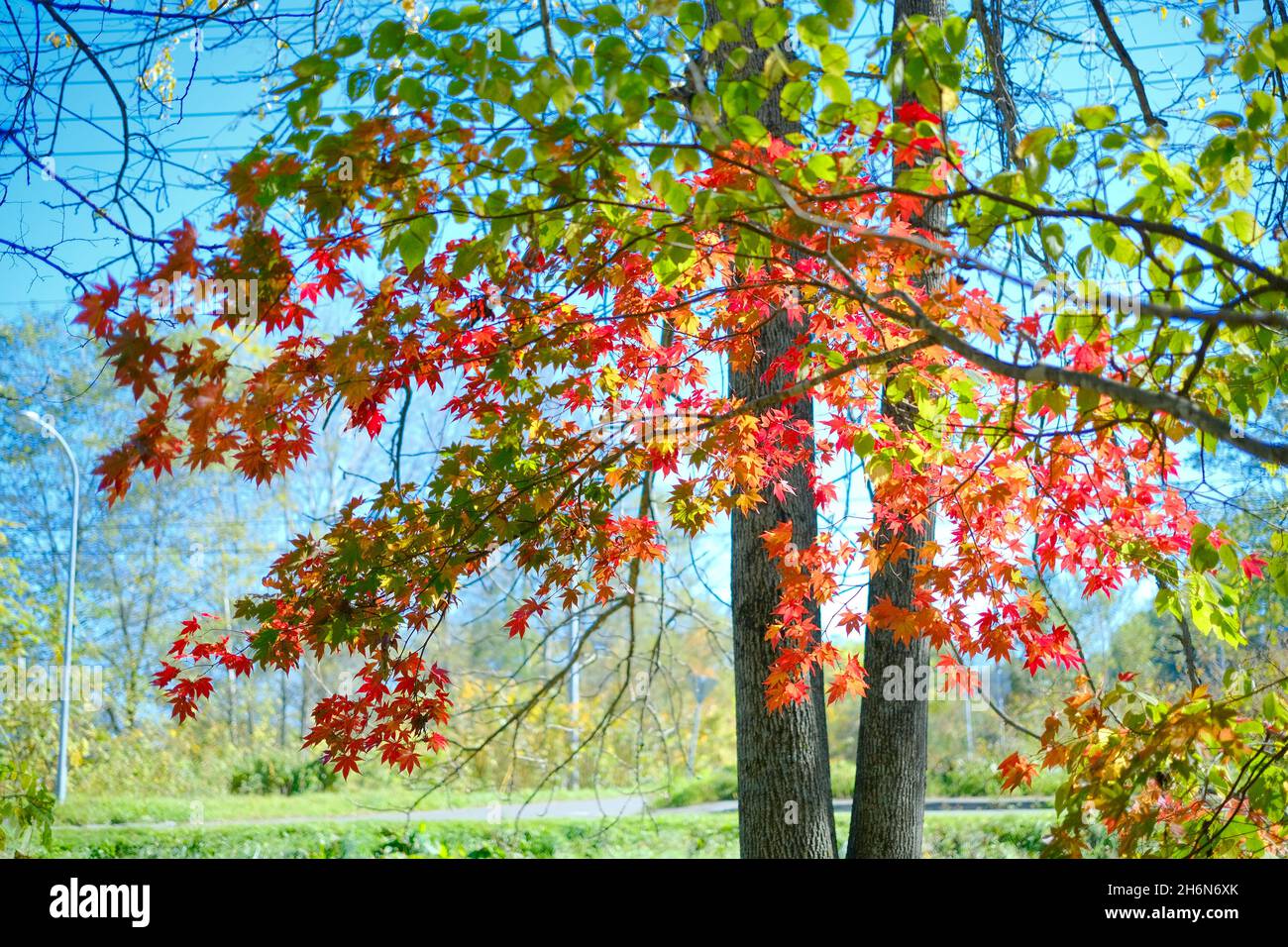 Japanese Fall Foliage Stock Photo - Alamy