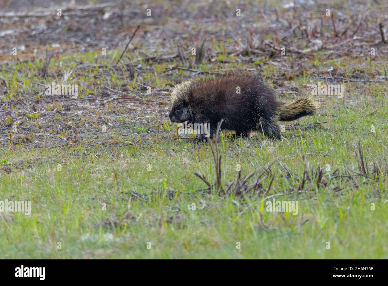 Porcupine large rodent spikes hi-res stock photography and images - Alamy