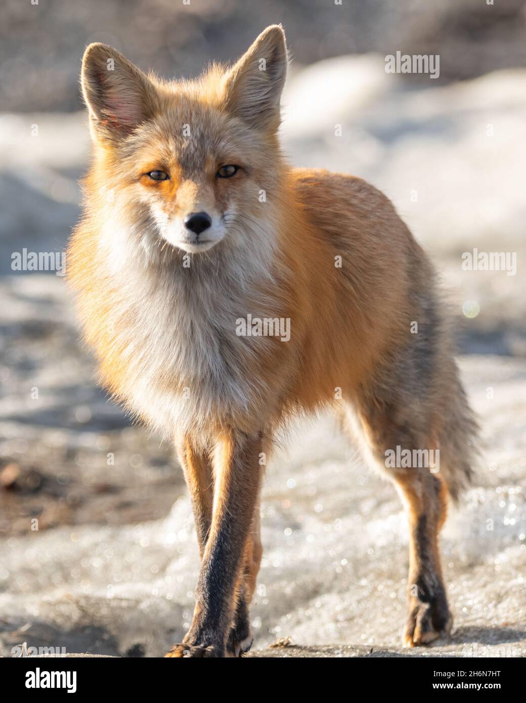 One red wild fox seen walking across a snowy landscape in northern ...