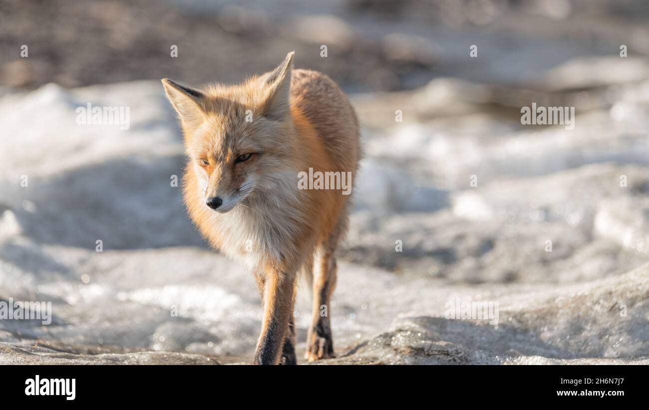 One red wild fox seen walking across a snowy landscape in northern ...