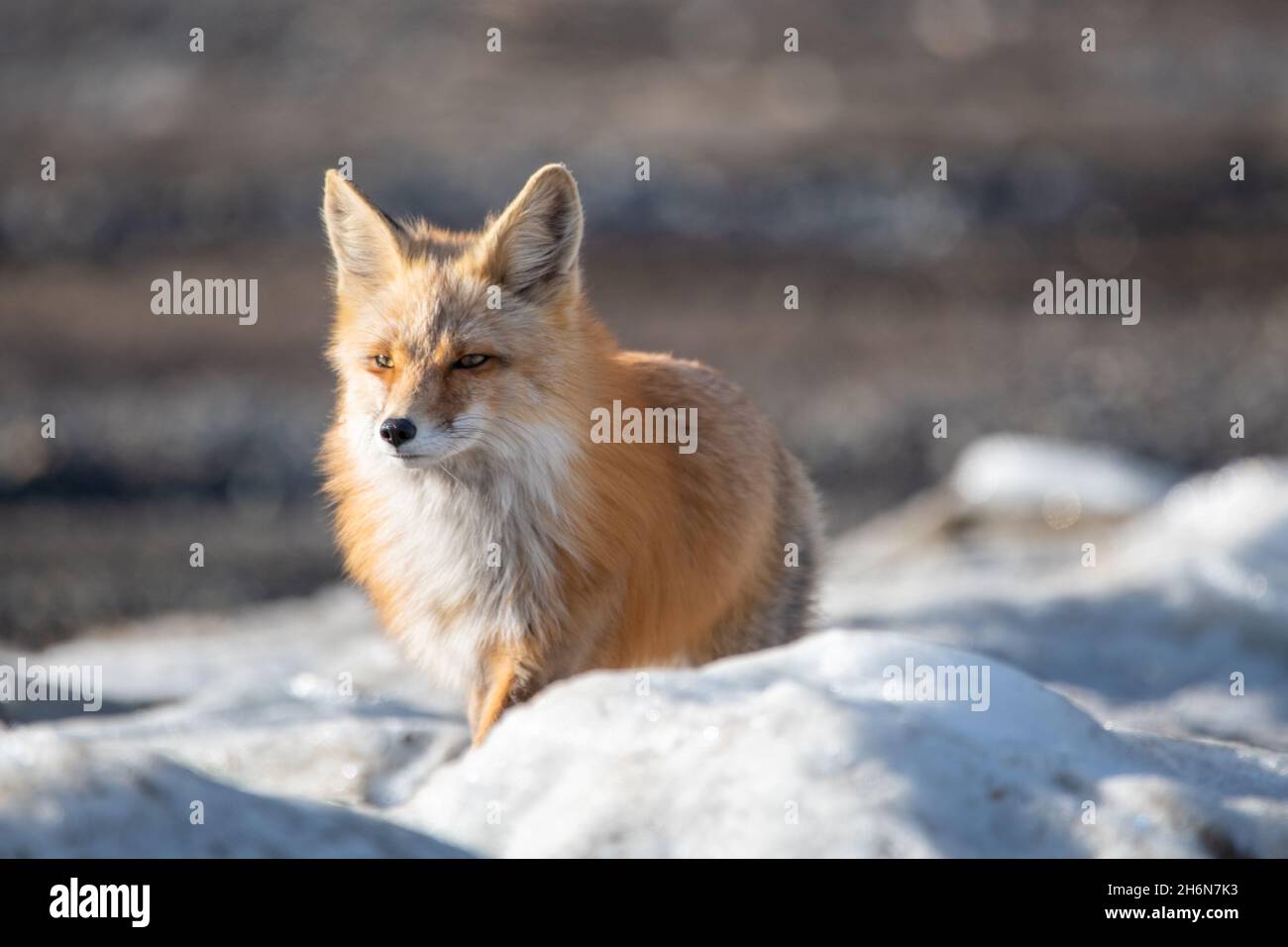 Stunning fox spotted in outdoor environment while walking across snowy ...