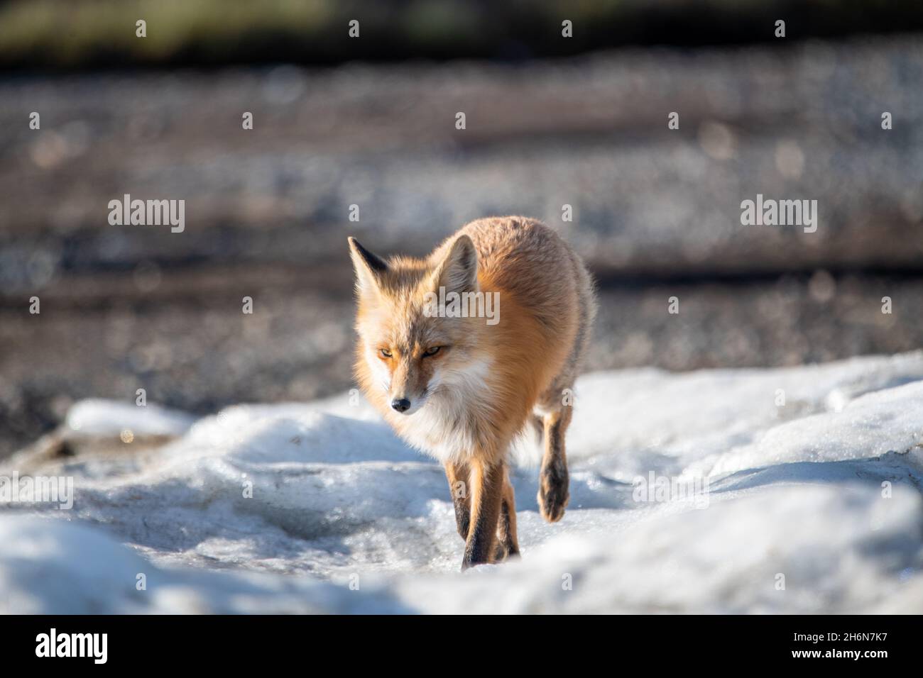 Wild red fox seen walking across icy lake shore surface in Yukon ...