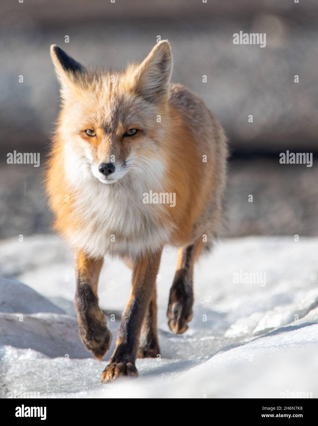 Stunning fox spotted in outdoor environment while walking across snowy ...
