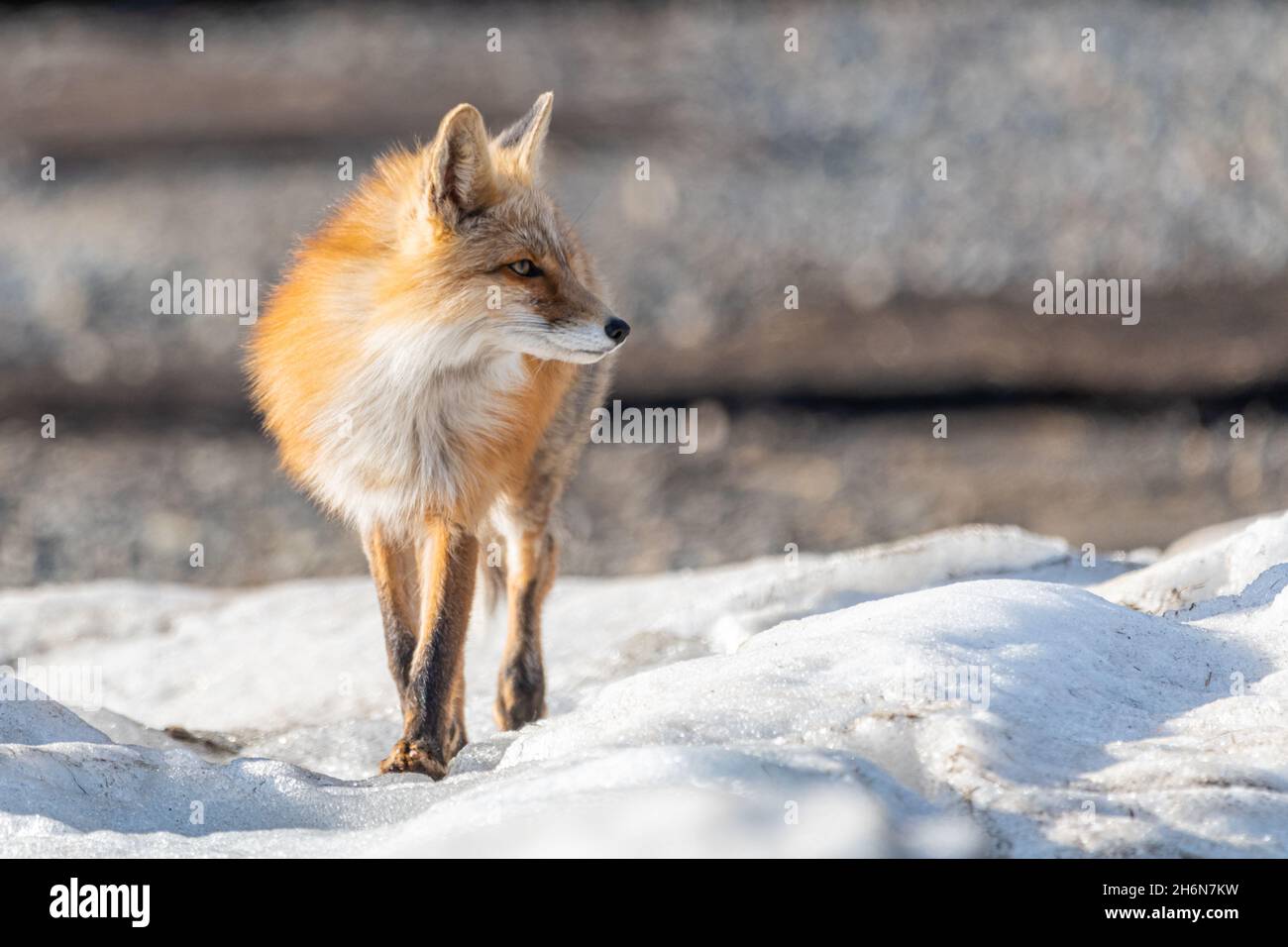 One alone, isolated wild red fox seen in outdoor environment during ...