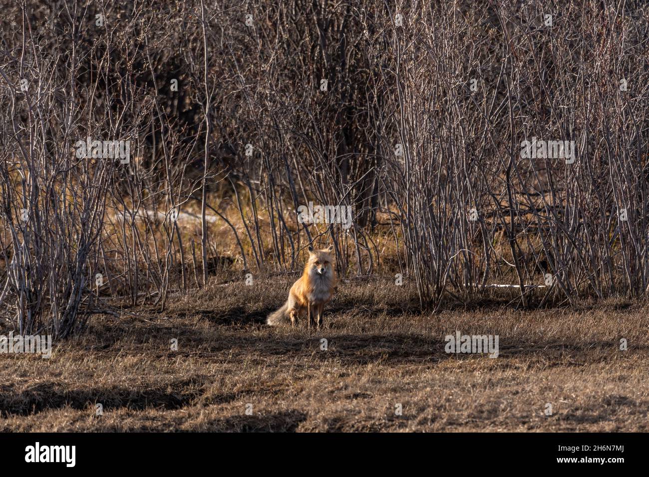 Wild fox seen in bush area of northern Canada during spring time ...