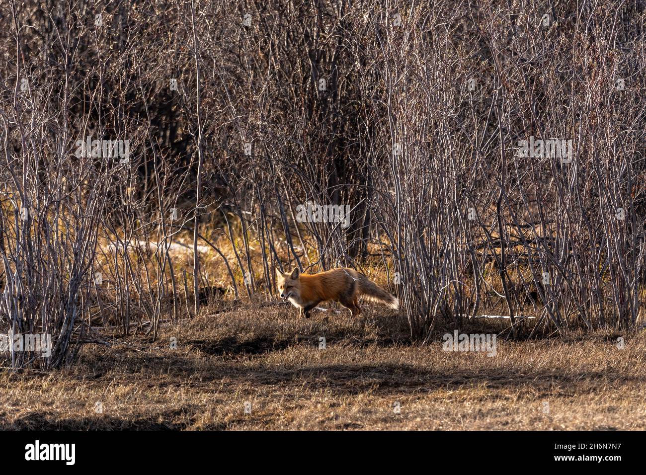 Wild fox seen in bush area of northern Canada during spring time ...