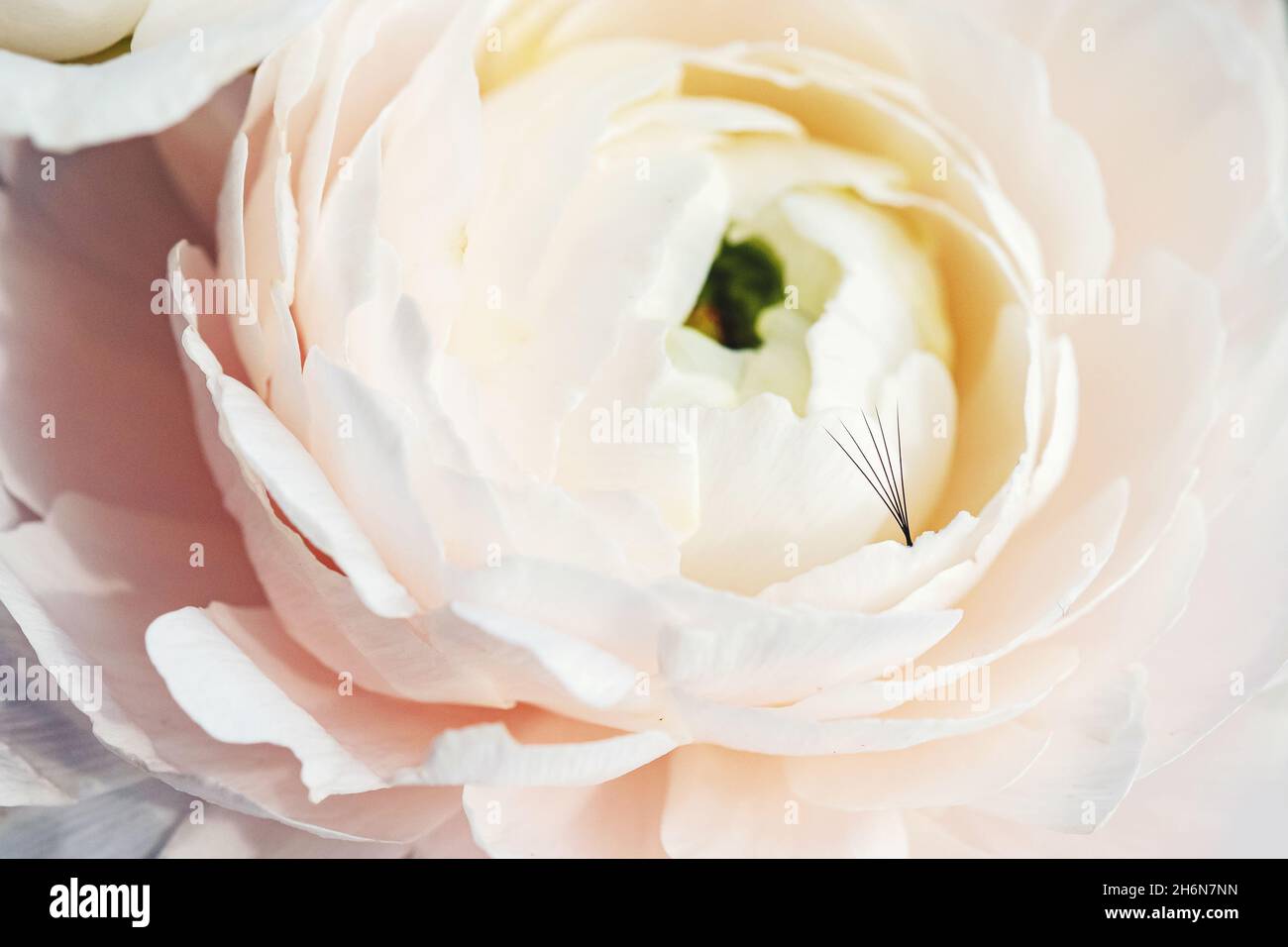 Eyelash extension procedure. Background beauty lashes set on pink ...