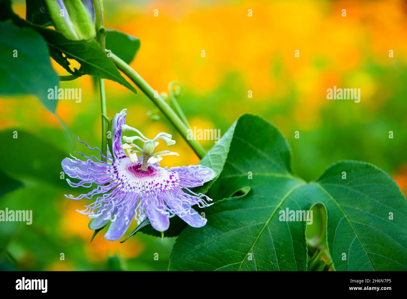 Passiflora incarnata purple passion hi-res stock photography and images ...