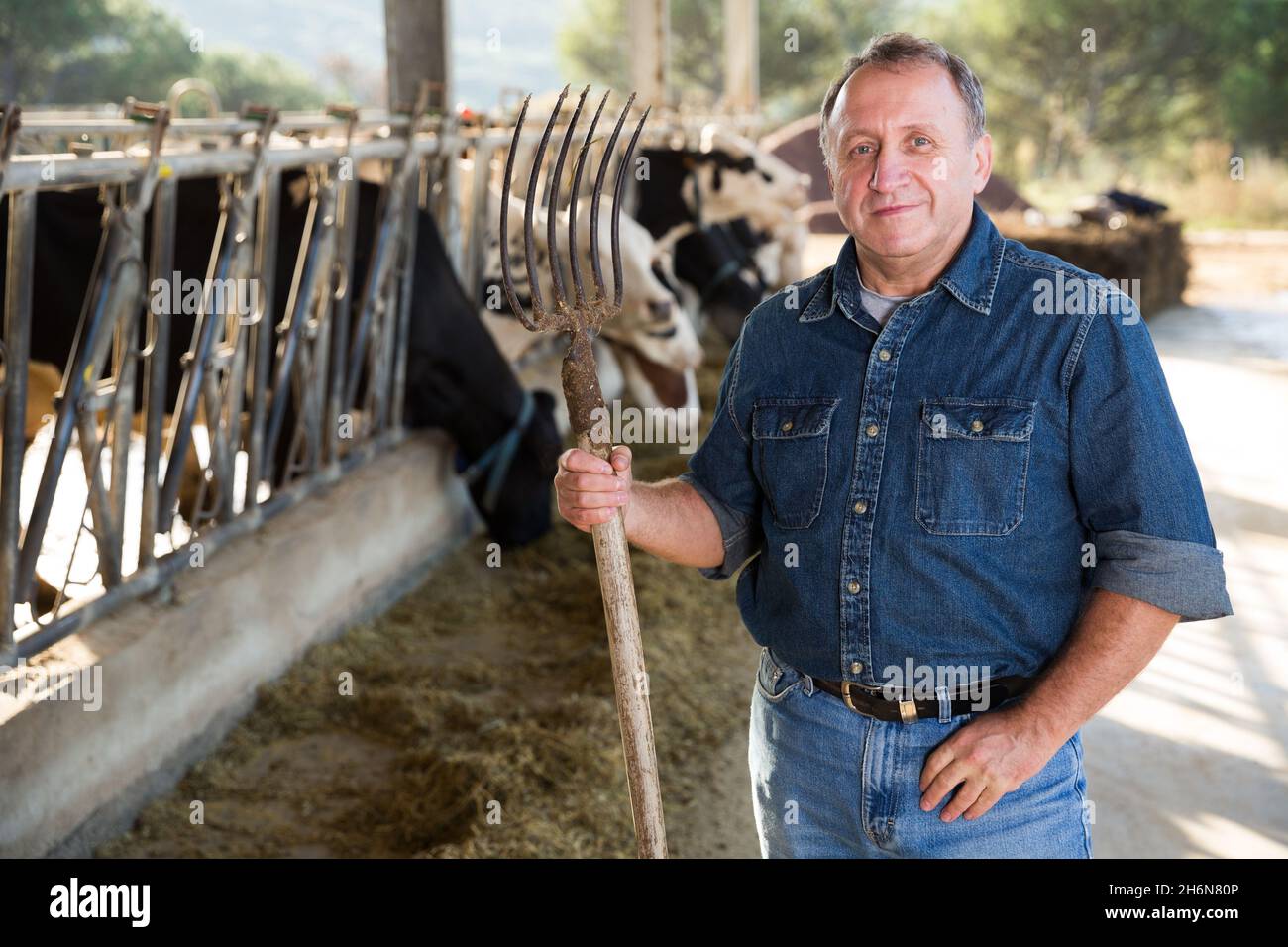 Confident man owner of dairy farm Stock Photo - Alamy