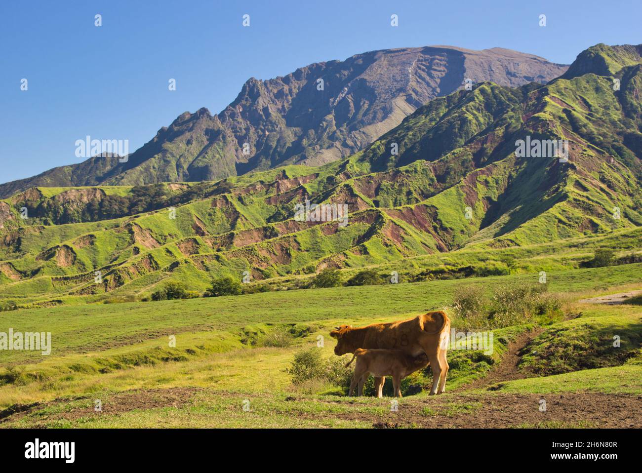 Cow and Calf of Japanese Brown in Aso, Kumamoto Prefecture, Japan Stock ...