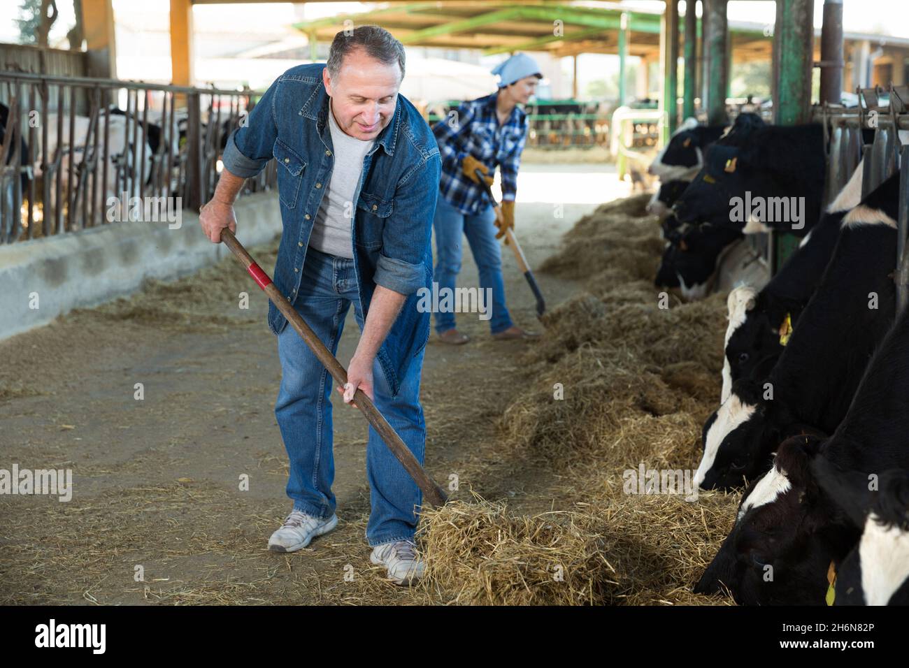 Male farm worker feeding cows Stock Photo - Alamy
