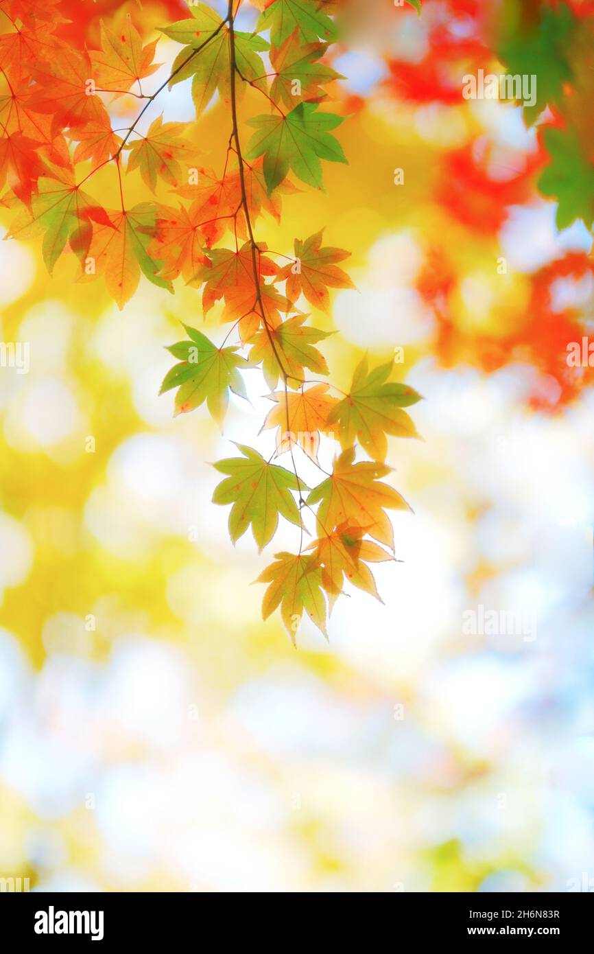Japanese Fall Foliage Stock Photo - Alamy