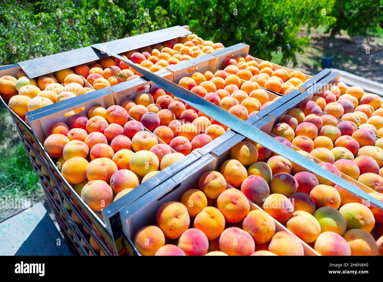 Stacks of fruit boxes with fresh ripe peaches Stock Photo - Alamy