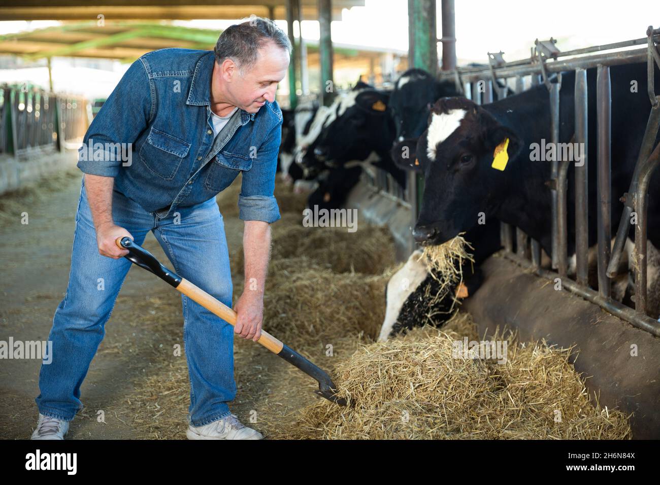Male farm worker feeding cows Stock Photo - Alamy
