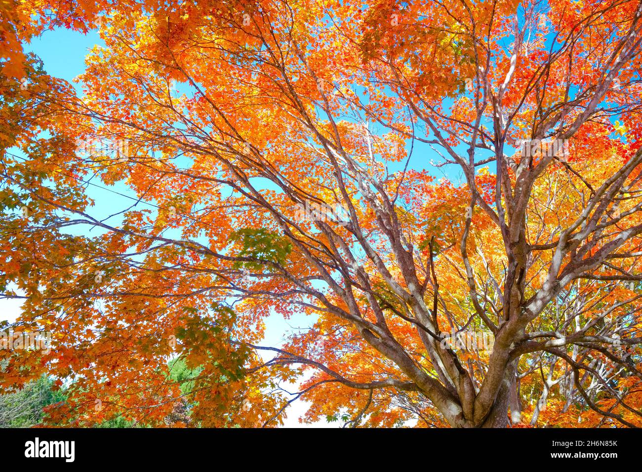 Japanese Fall Foliage Stock Photo - Alamy